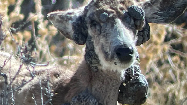 This Mule Deer Has Cutaneous Fibromas, and It’s Freaking Out Residents ...