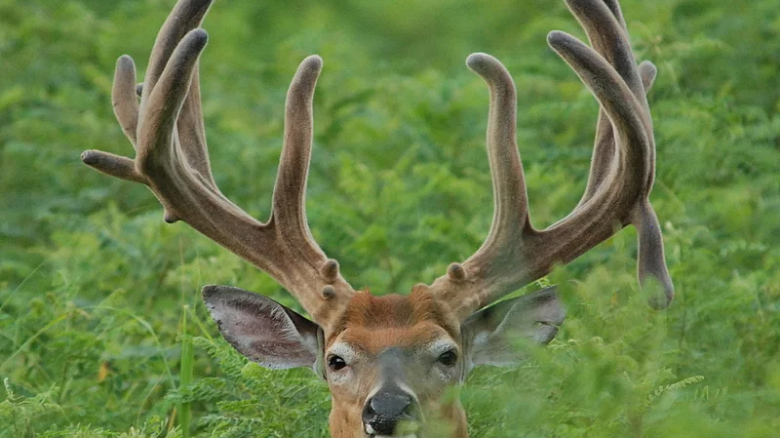CWD Has Been Detected in 35 Captive Shooting Facilities in Pennsylvania ...