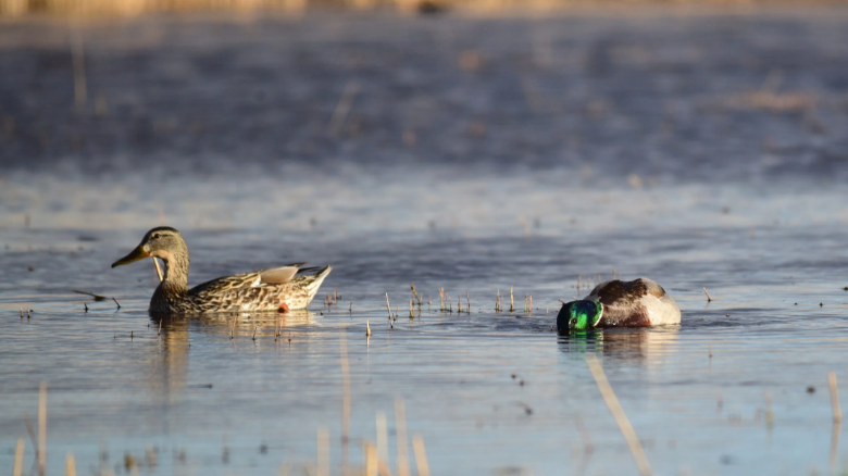 The USFWS Just Released Its First Full Duck Count in Three Years, and ...