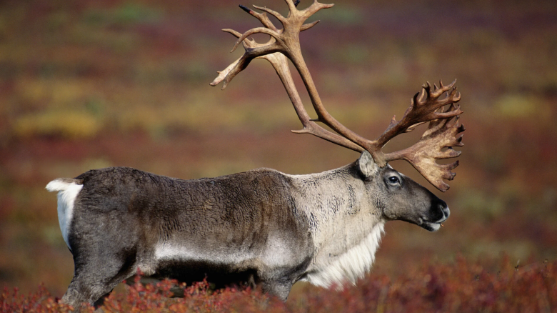 A Classic Stalk for Yukon Caribou, From the Archives