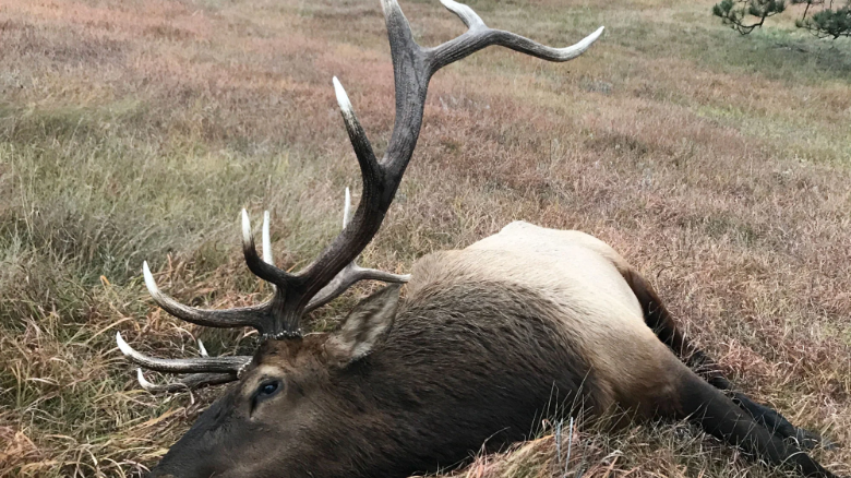 Your First Elk Hunt: What Rifle Should You Bring?