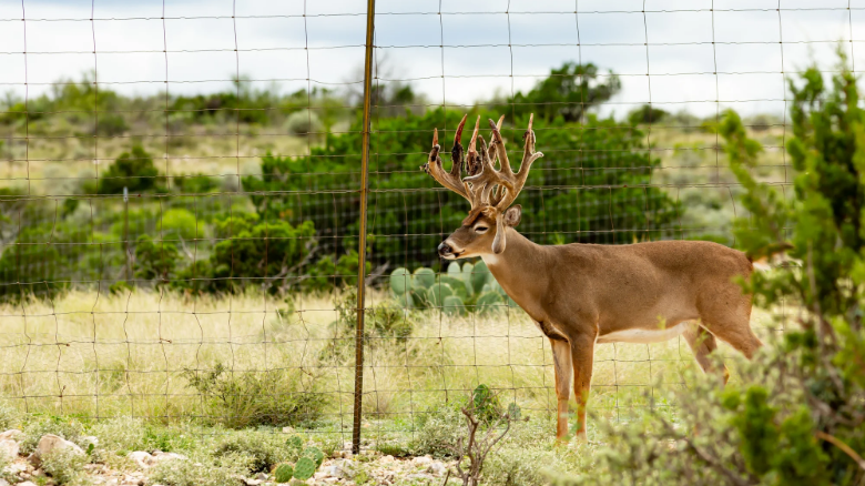 Here’s What Top Chronic Wasting Disease Researchers Can’t Say on the Record