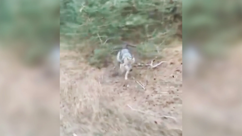 Watch: Wolf Chases Cyclist Through Dutch National Park