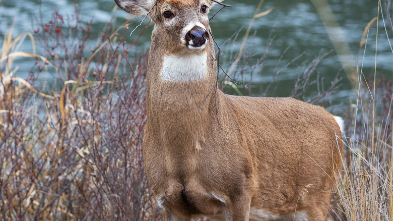 How to Run a River Bottom Deer Drive