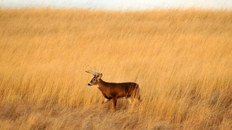 Manitoba Records Its First Two CWD-Positive Whitetail Deer