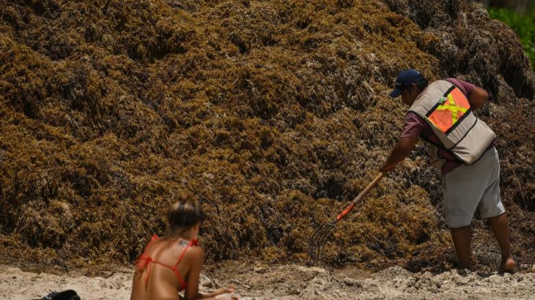 Sargassum Seaweed Mat Stretching 5,000 Miles Long Heads Toward Florida