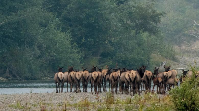Freight Train Collides with Elk Herd in Washington State, Killing 26 Elk