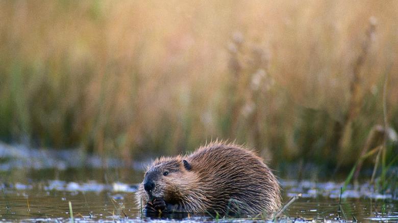 Beaver Trapping Basics: Everything You Need to Know to Get Started
