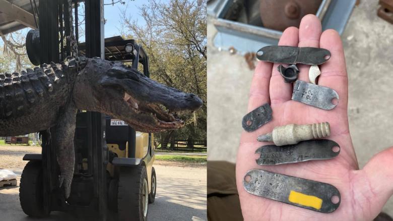 24-Year-Old Dog Collar Tags Found in Giant Gator’s Belly