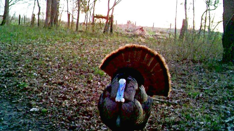How to Use Trail Cameras for Turkey Hunting