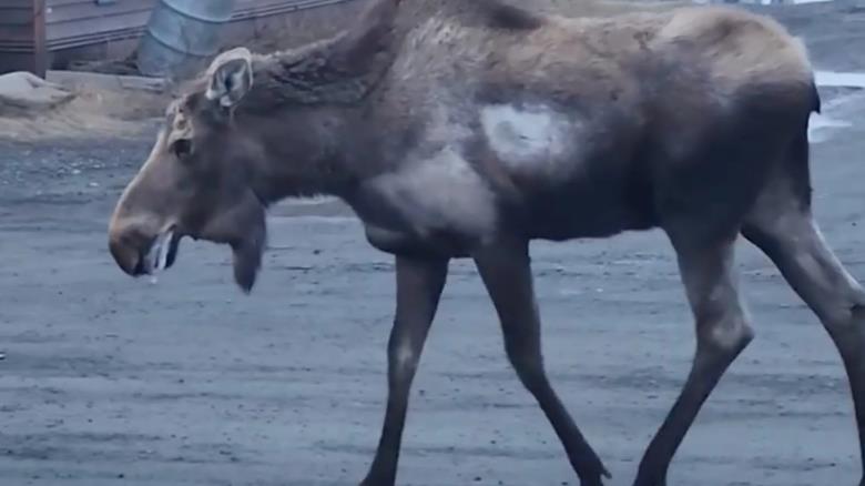 Alaska Documents First-Ever Case of a Rabid Moose, Euthanizes It for ...