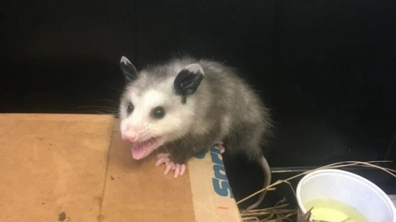 Grubby, the Invasive Opossum That Hitched a Ride to Alaska, Had Babies