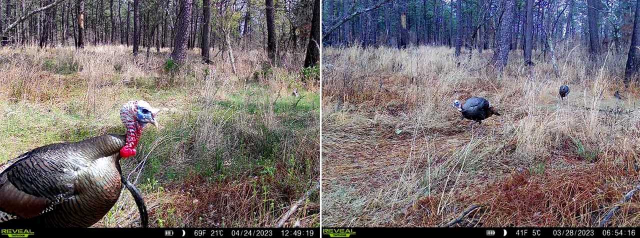 First-Time Turkey Hunter Tags the Highest-Scoring Gobbler in New York ...