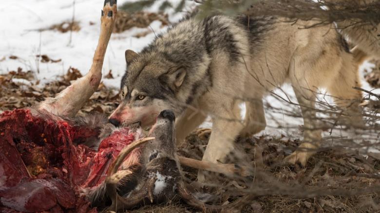 What Do Wolves Eat?